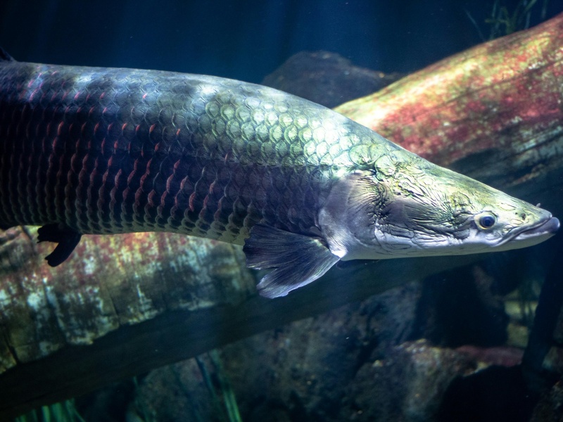 List of Fish Of Brazil - Flora Fauna Fun