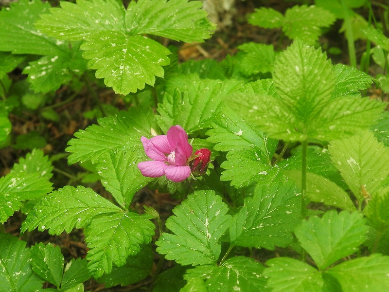 List of Fruits Of Norway - Flora Fauna Fun