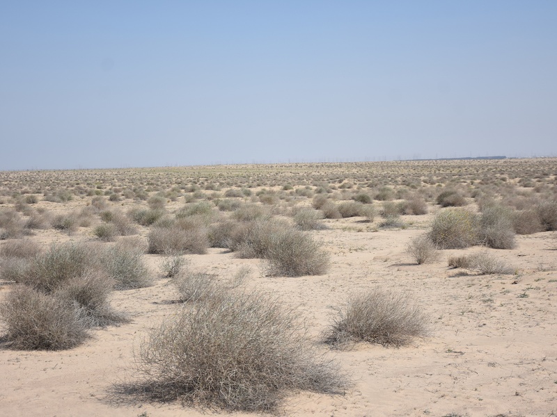List of United Arab Emirates Native Plants - Flora Fauna Fun