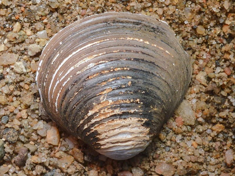 The Complete List of Invasive Species in Virginia - Flora Fauna Fun