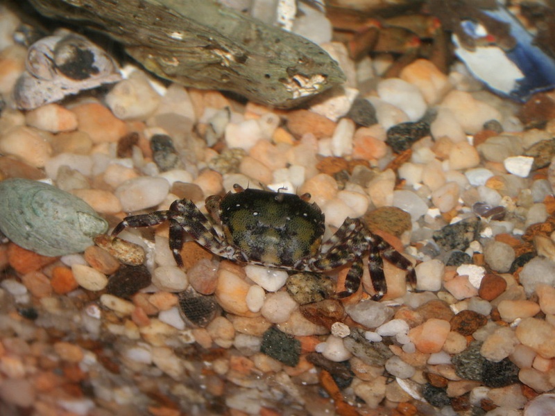 Invasive Species in Washington: The Complete List - Flora Fauna Fun
