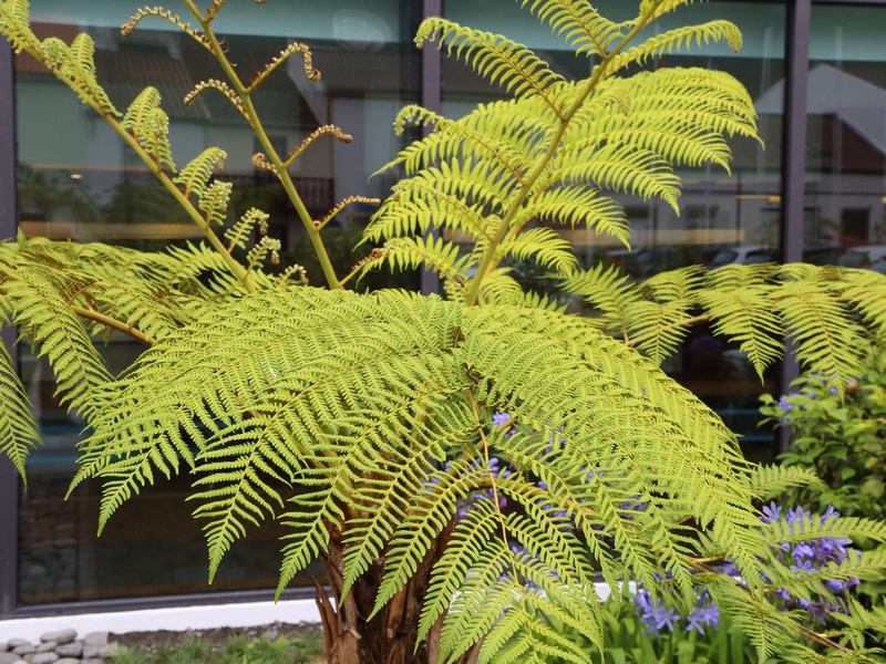 List of Tropical Ferns - Flora Fauna Fun