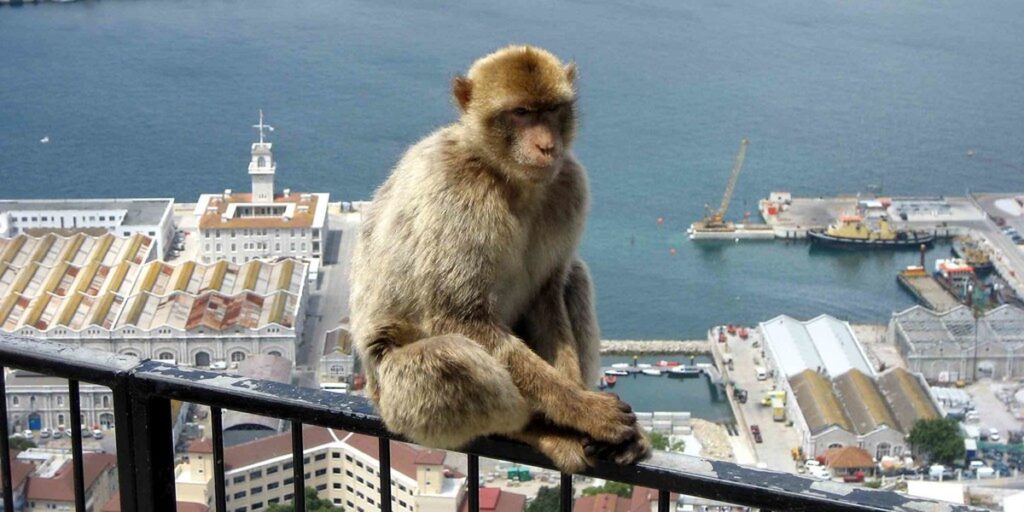 Morocco's Native Animals: The Complete List - Flora Fauna Fun