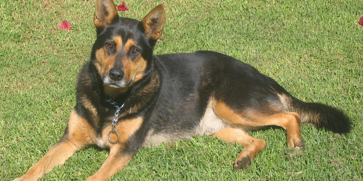 Sable Dog Breeds: The Complete List - Flora Fauna Fun