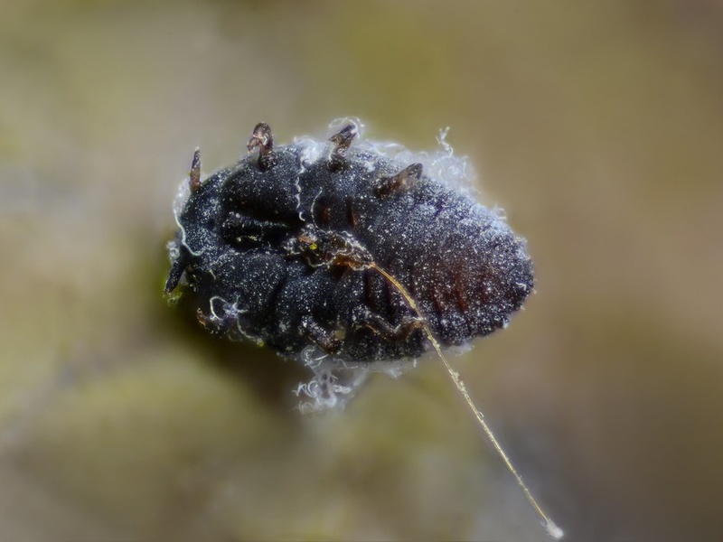 List of Tree Bugs - Flora Fauna Fun
