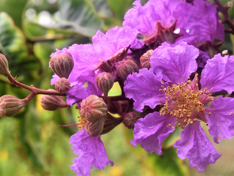 List of Philippine Native Plants - Flora Fauna Fun