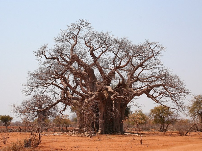 The Complete List of Fruits of Namibia - Flora Fauna Fun