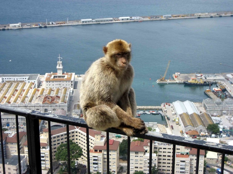 Morocco's Native Animals: The Complete List - Flora Fauna Fun