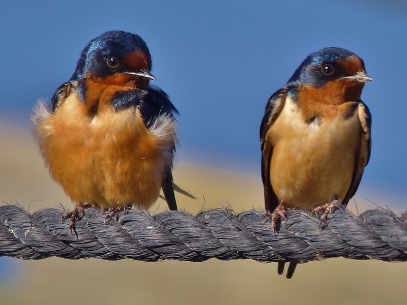 Animals of Lithuania - Flora Fauna Fun