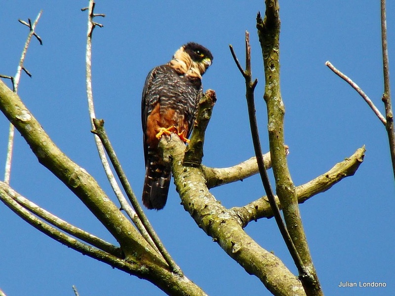The Complete List of Birds of Honduras - Flora Fauna Fun
