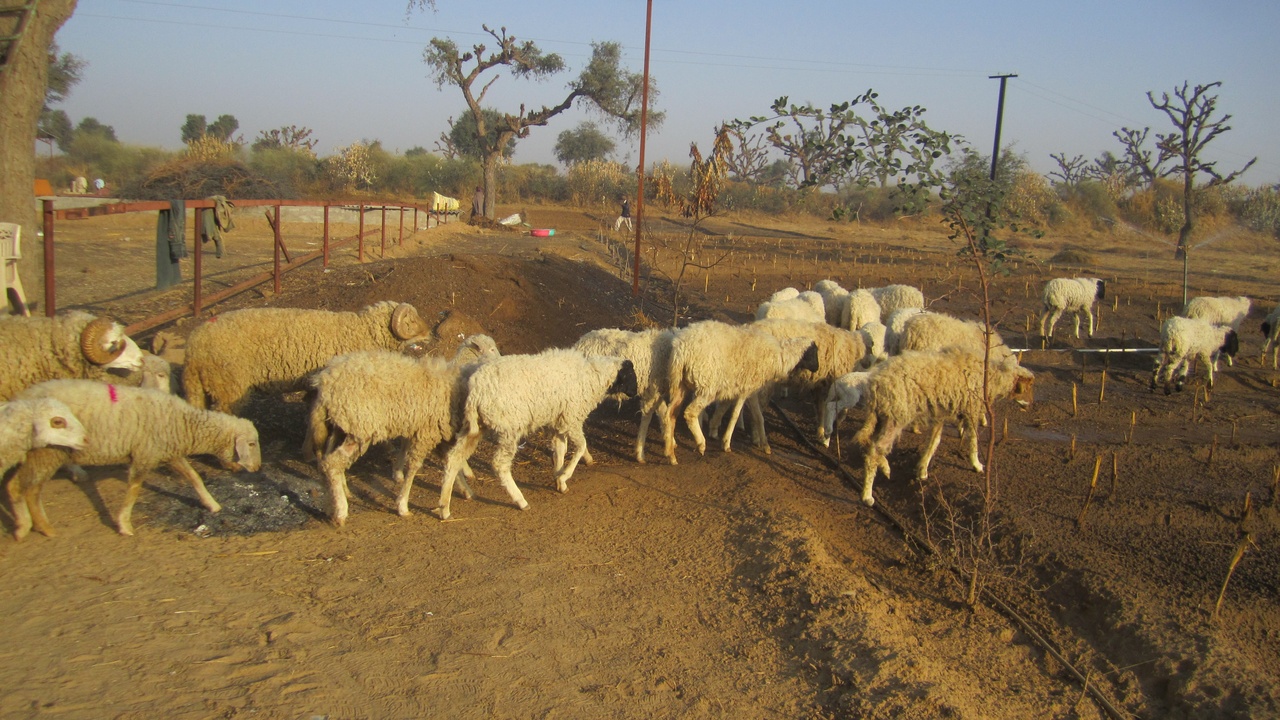 10 Characteristics of a Sheep - Flora Fauna Fun