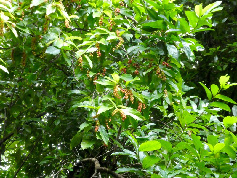List of Philippine Native Plants - Flora Fauna Fun