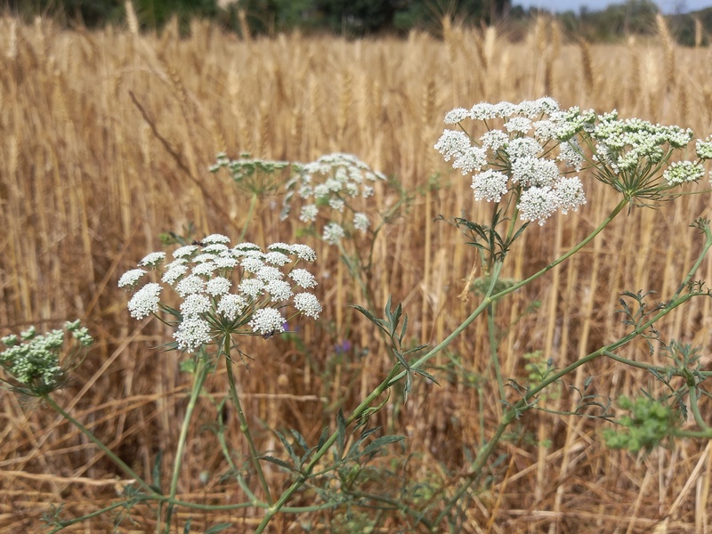 List of Flowers of Egypt - Flora Fauna Fun