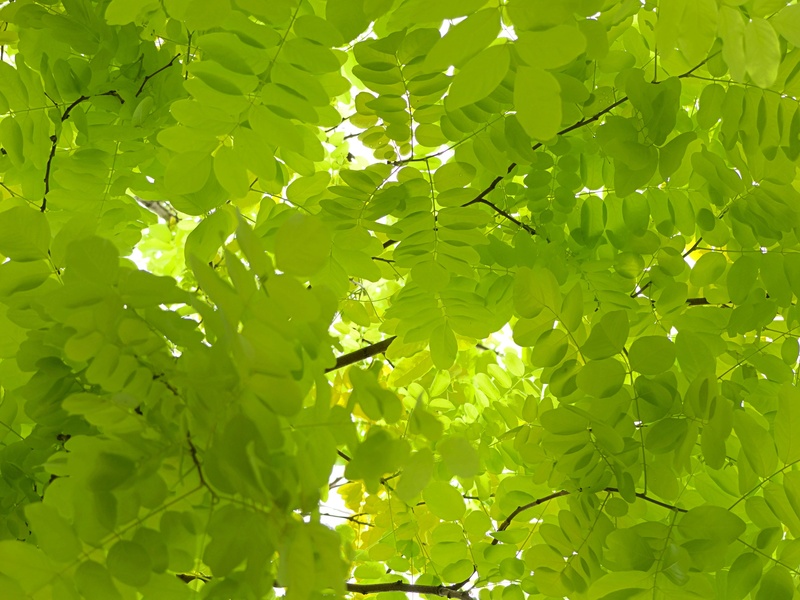 Trees of Georgia: The Complete List - Flora Fauna Fun