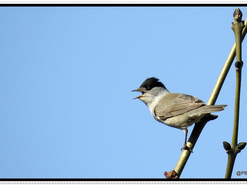 The Complete List of Birds of Portugal - Flora Fauna Fun