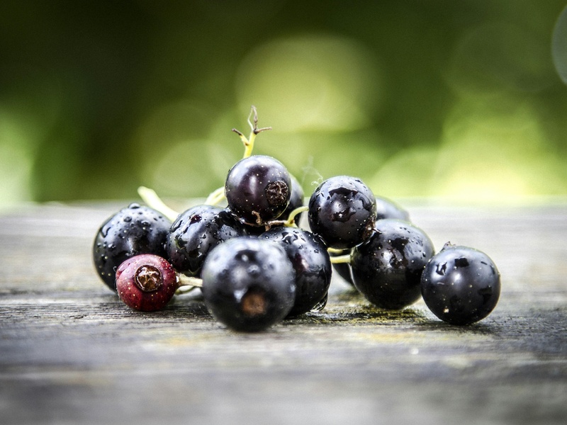 The Complete List of Fruits of Ireland - Flora Fauna Fun