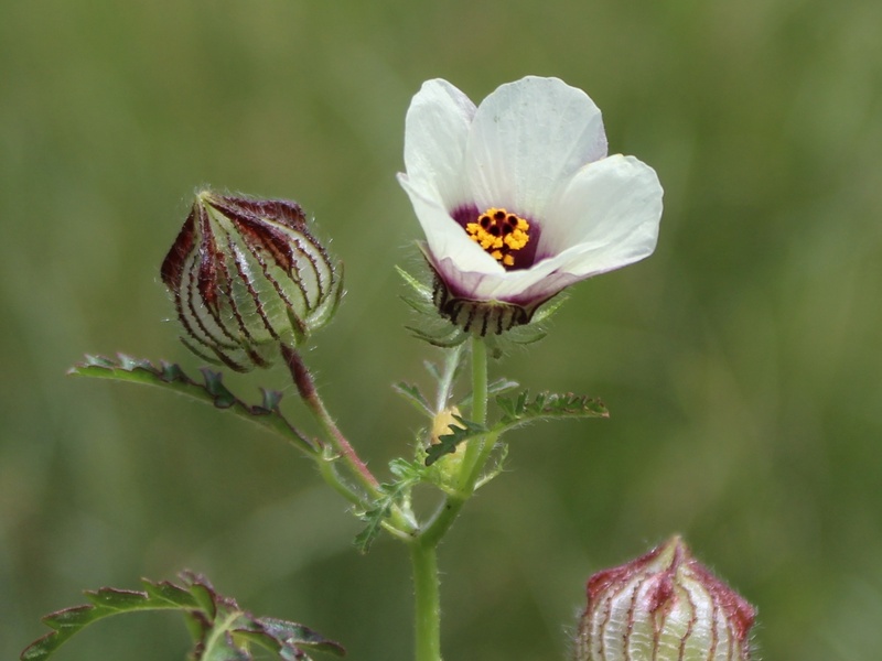 List of Flowers of Egypt - Flora Fauna Fun