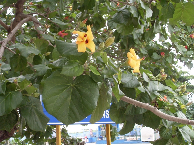 Flowers of Haiti: The Complete List - Flora Fauna Fun
