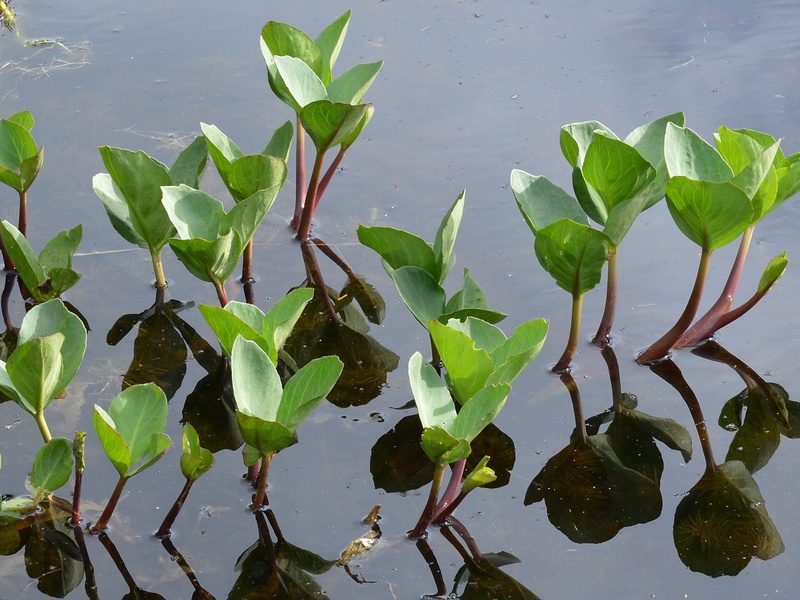 Austria's Native Plants: The Complete List - Flora Fauna Fun
