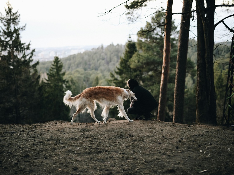 The Complete List of Long-Haired Dog Breeds - Flora Fauna Fun