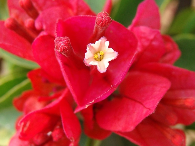 Flowers of Haiti: The Complete List - Flora Fauna Fun