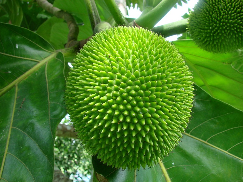 The Complete List of Fruits of Samoa - Flora Fauna Fun