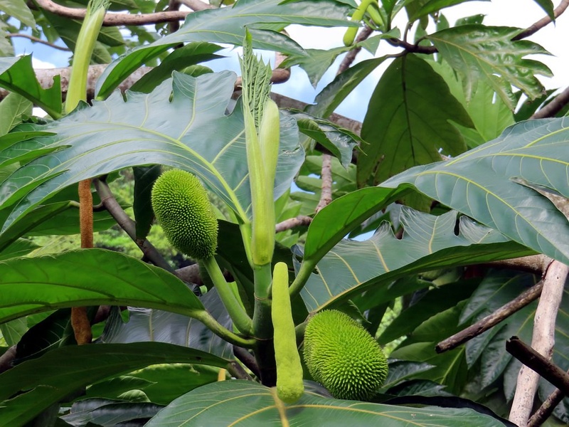List of Large Fruits - Flora Fauna Fun