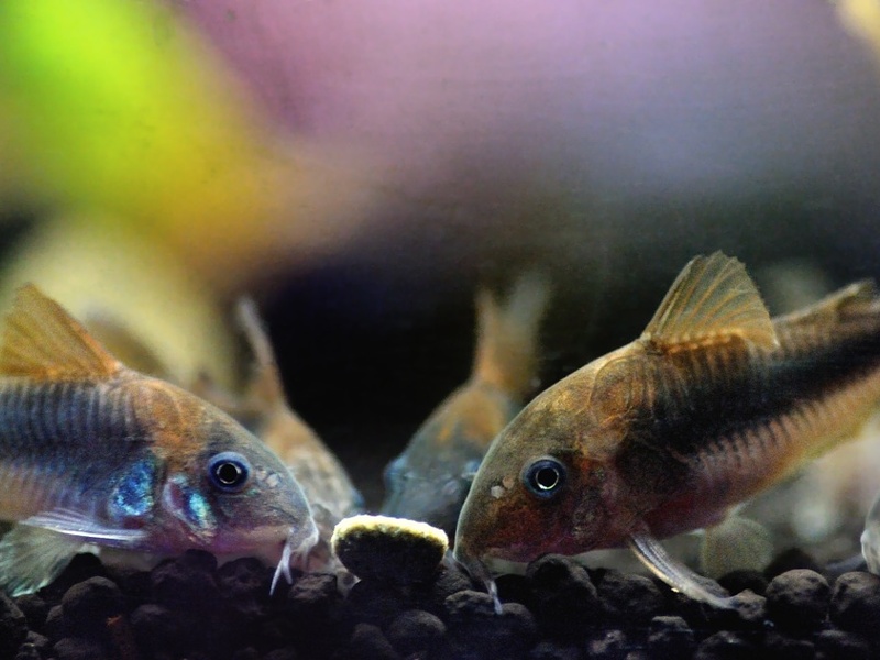 List of Fish Of Brazil - Flora Fauna Fun