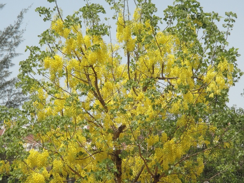 Native Plants of Laos: The Complete List - Flora Fauna Fun