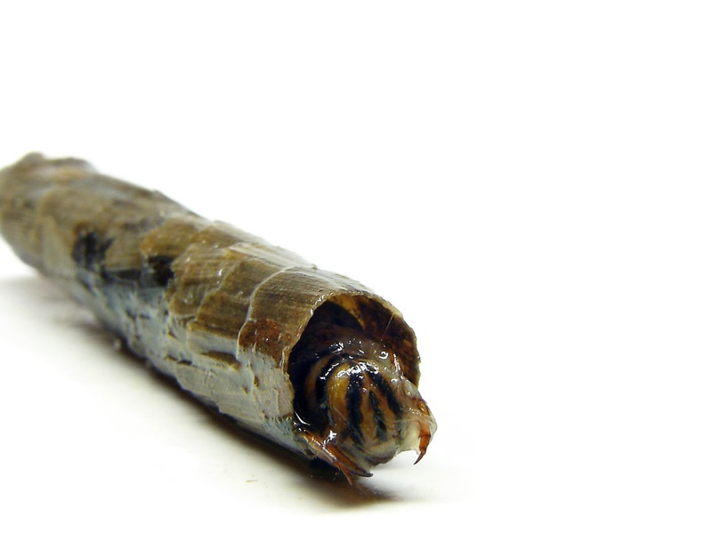 The Complete List of Freshwater Invertebrates - Flora Fauna Fun