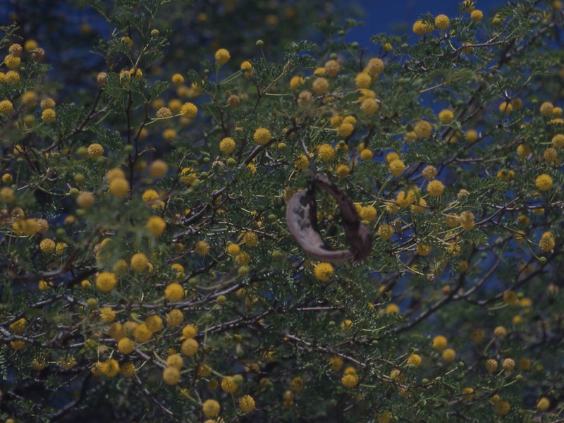 The Complete List of Fruits of Namibia - Flora Fauna Fun