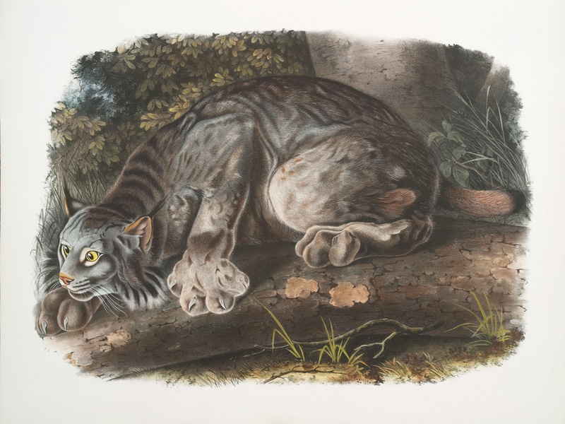 Taiga Mammals: The Complete List - Flora Fauna Fun