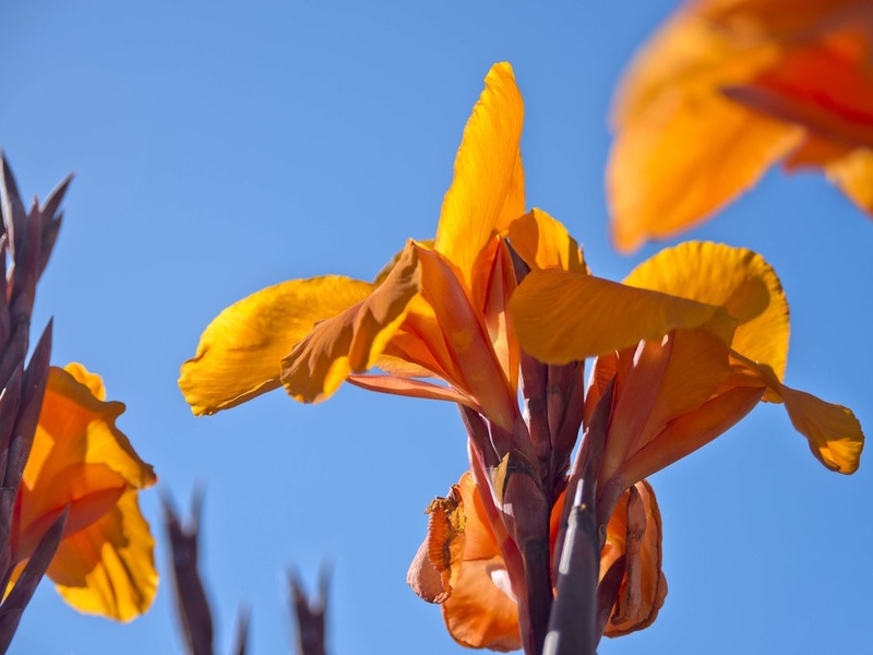 Flowers of Haiti: The Complete List - Flora Fauna Fun
