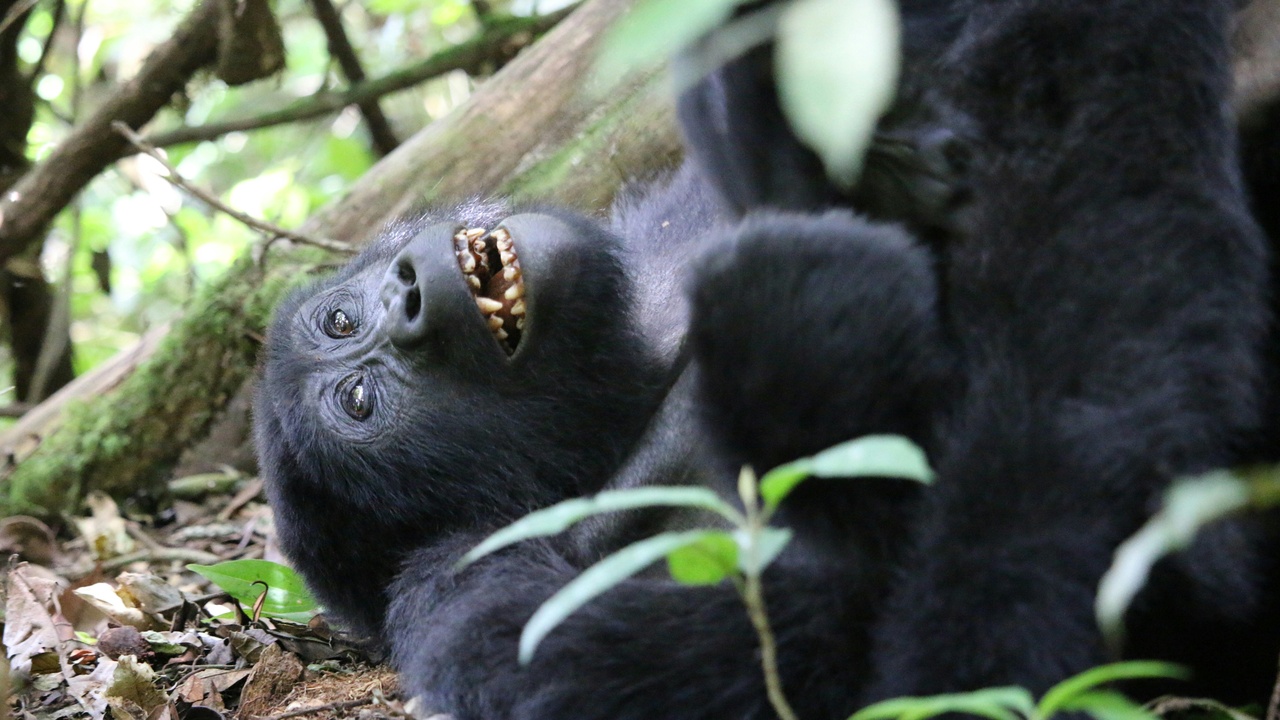 12 Examples of the Tropical Flora of Uganda - Flora Fauna Fun