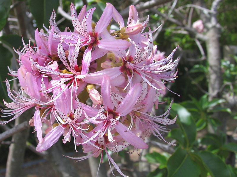 Trees Of Kenya: The Complete List - Flora Fauna Fun