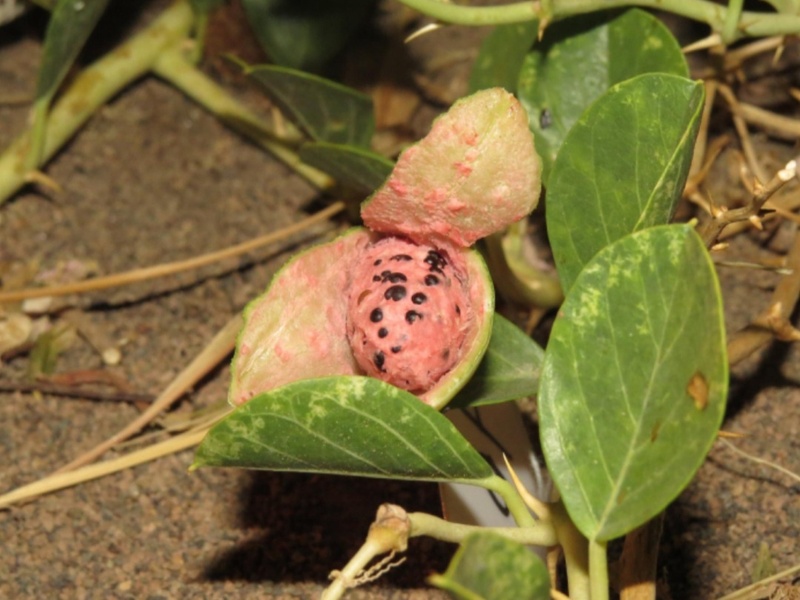List of United Arab Emirates Native Plants - Flora Fauna Fun