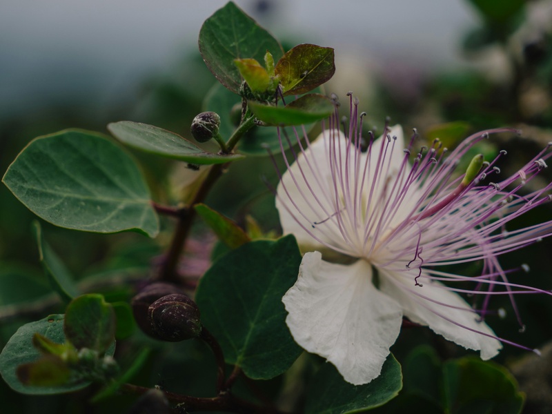 List of Flowers of Egypt - Flora Fauna Fun