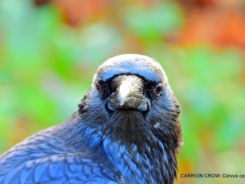 The Complete List of Birds of Portugal - Flora Fauna Fun