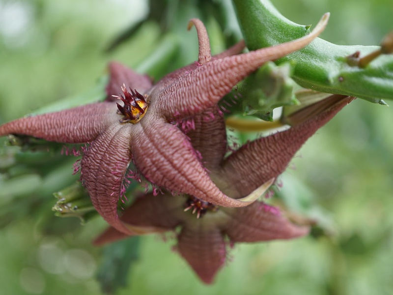 Flowers Of Namibia: The Complete List - Flora Fauna Fun