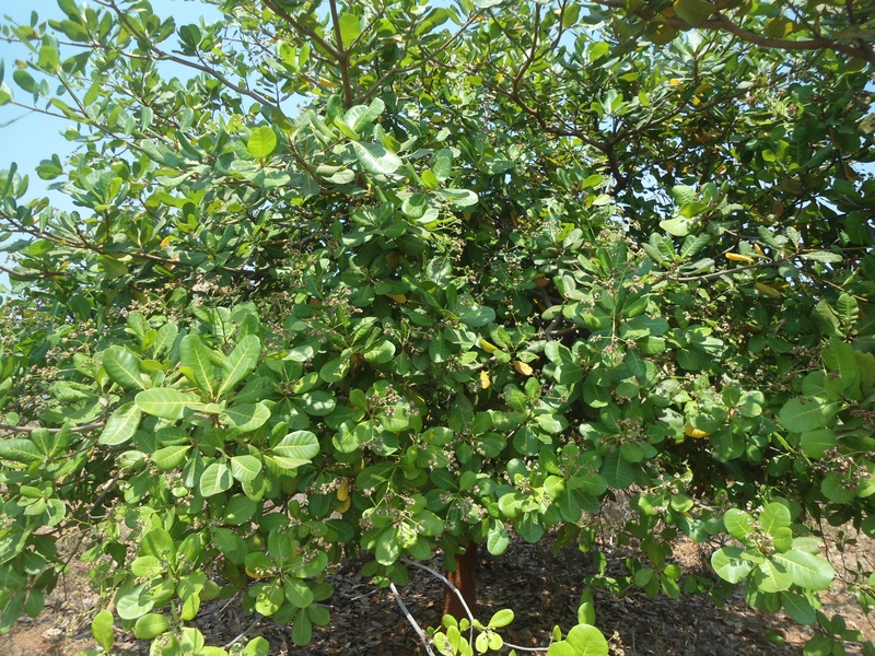 Trees of Peru - Flora Fauna Fun