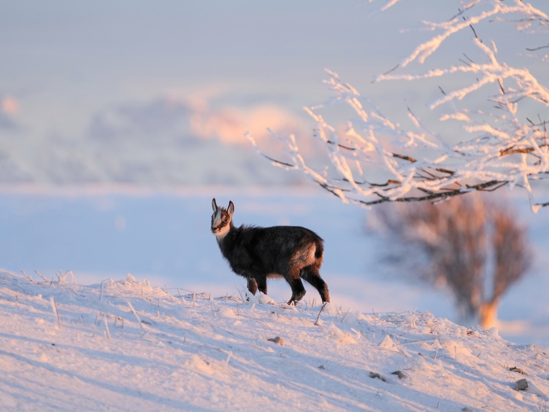 Animals of Liechtenstein: The Complete List - Flora Fauna Fun