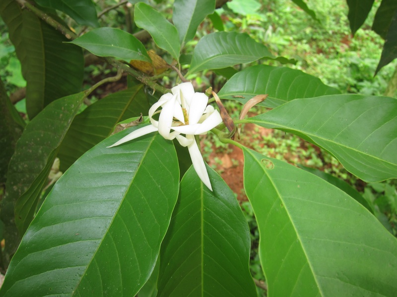 Native Plants of Laos: The Complete List - Flora Fauna Fun