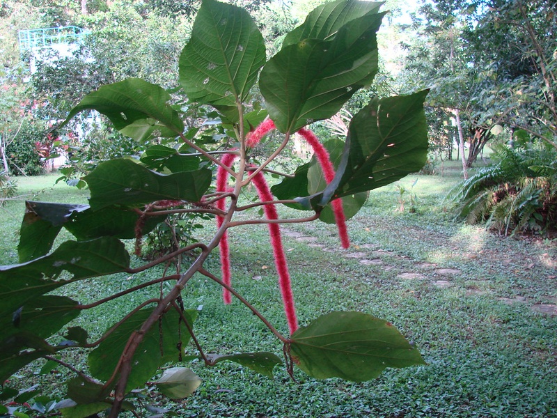 Flowers of Haiti: The Complete List - Flora Fauna Fun