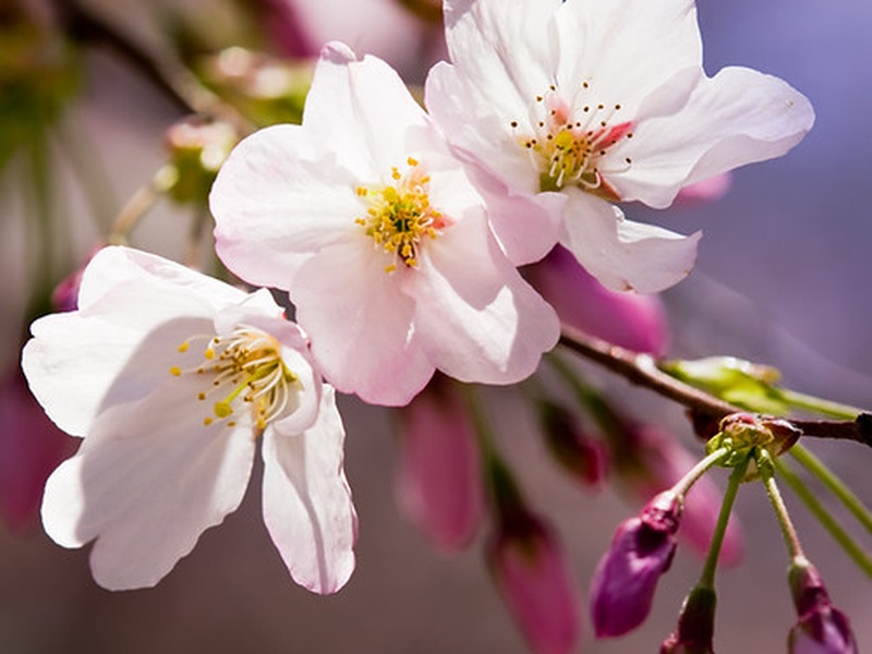 The Complete List of Fruits of Ireland - Flora Fauna Fun