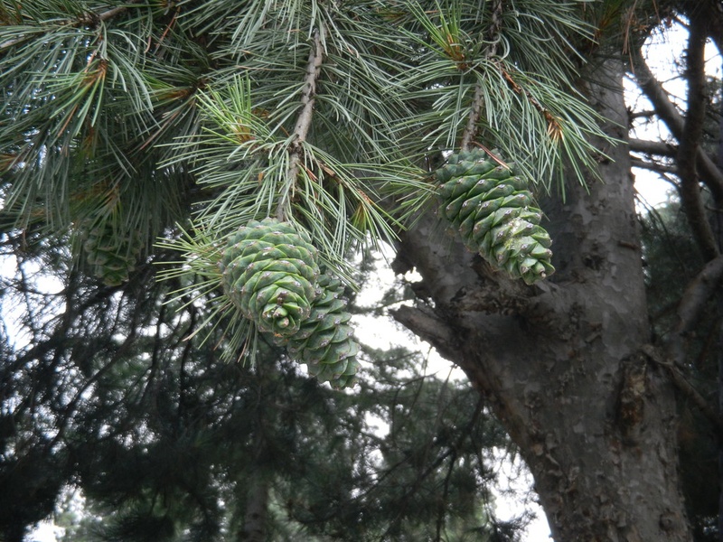 List of Plants Of Pakistan - Flora Fauna Fun