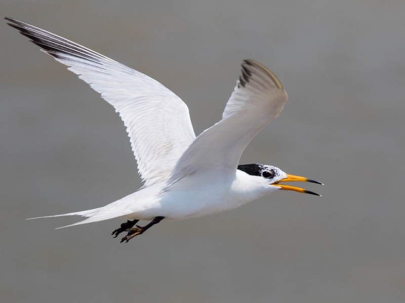 Rare Animals in China: The Complete List - Flora Fauna Fun