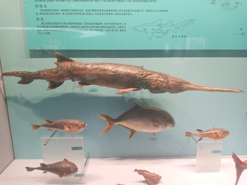 Rare Animals in China: The Complete List - Flora Fauna Fun
