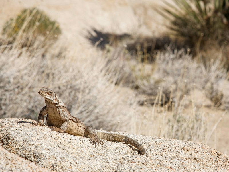 List of Desert Primary Consumers - Flora Fauna Fun