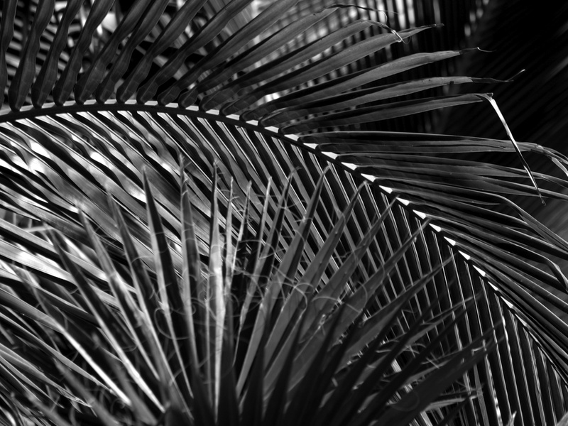 Trees Of Kenya: The Complete List - Flora Fauna Fun