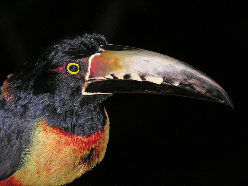 The Complete List of Birds of Honduras - Flora Fauna Fun
